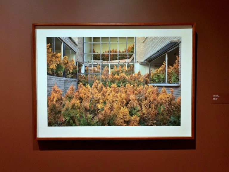 Gohar Dashti's "Home" » The Muse Life