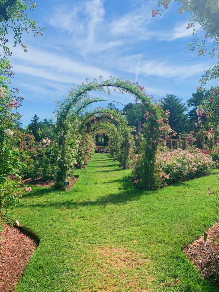Elizabeth Park Rose Garden » The Muse Life
