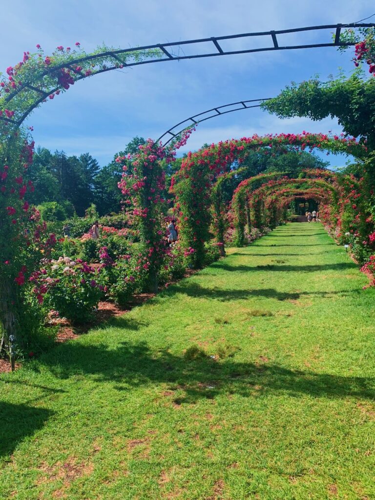 Elizabeth Park Rose Garden » The Muse Life